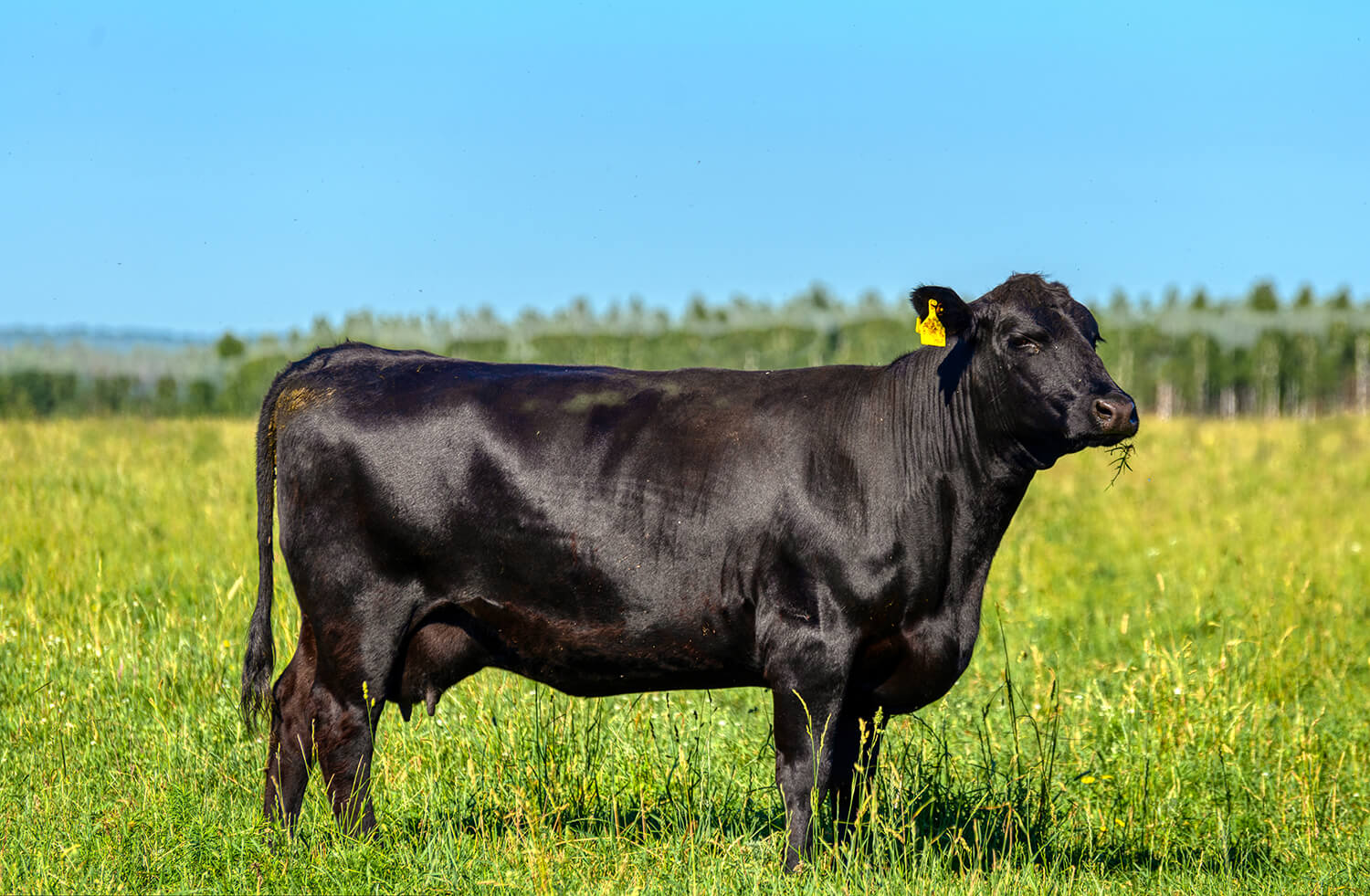 Vendita bovini da carne Aberdeen Angus | Dairy Key